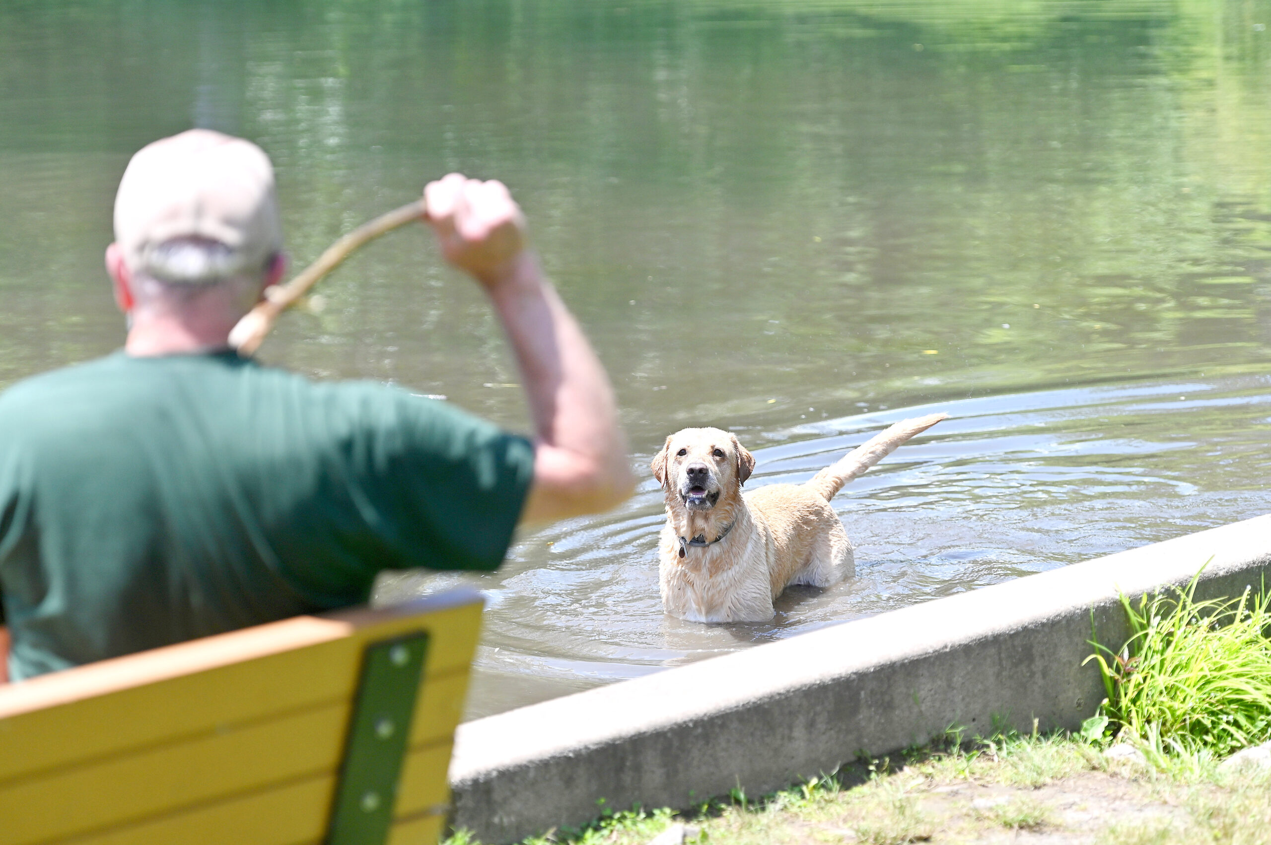 Dog chasing stick feature | News, Sports, Jobs - Altoona Mirror